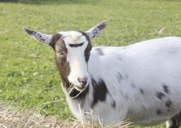 Farm Fest 2023 | Hometown News | thecorryjournal.com