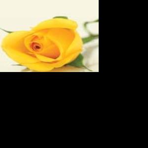 Donna Rae Johnson, 51 | Obituaries | thecorryjournal.com