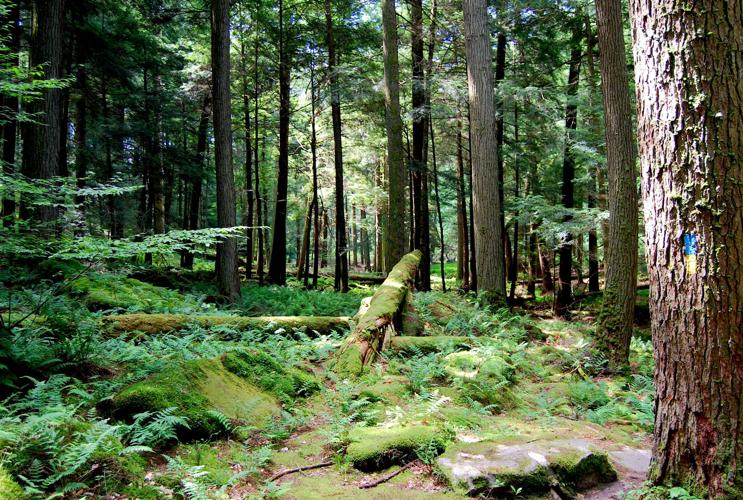 how to cook in the forest