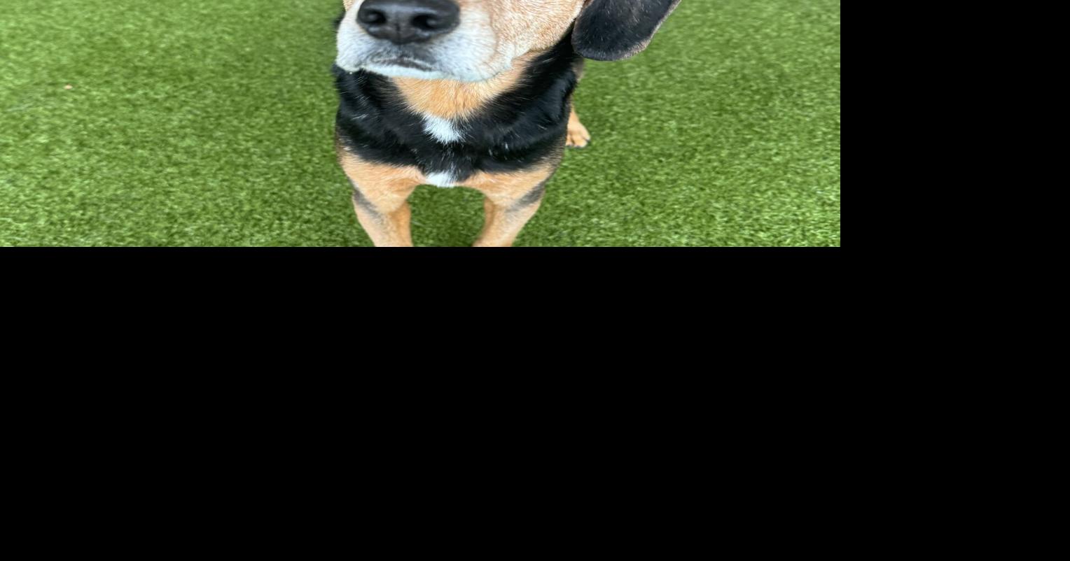 FUREVER HOMES: Pets of the Week | Local | thecourierexpress.com