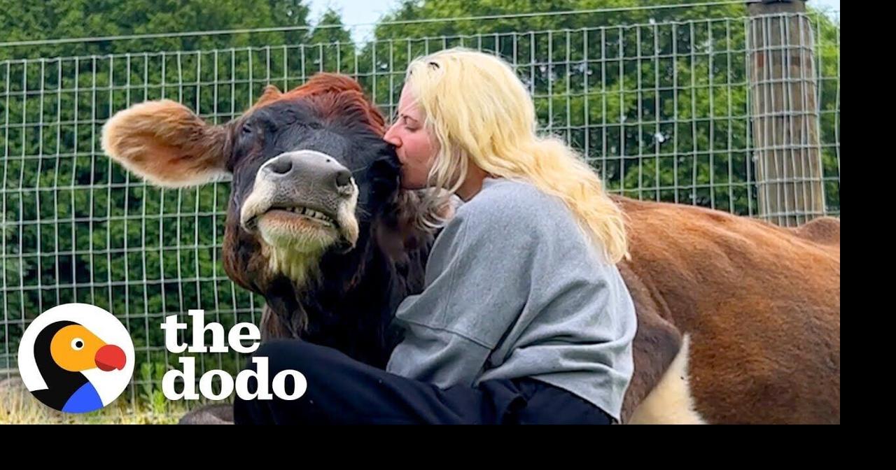 19-Year-Old Blind Cow Loves To Hug Her Dad | The Dodo | Pets ...