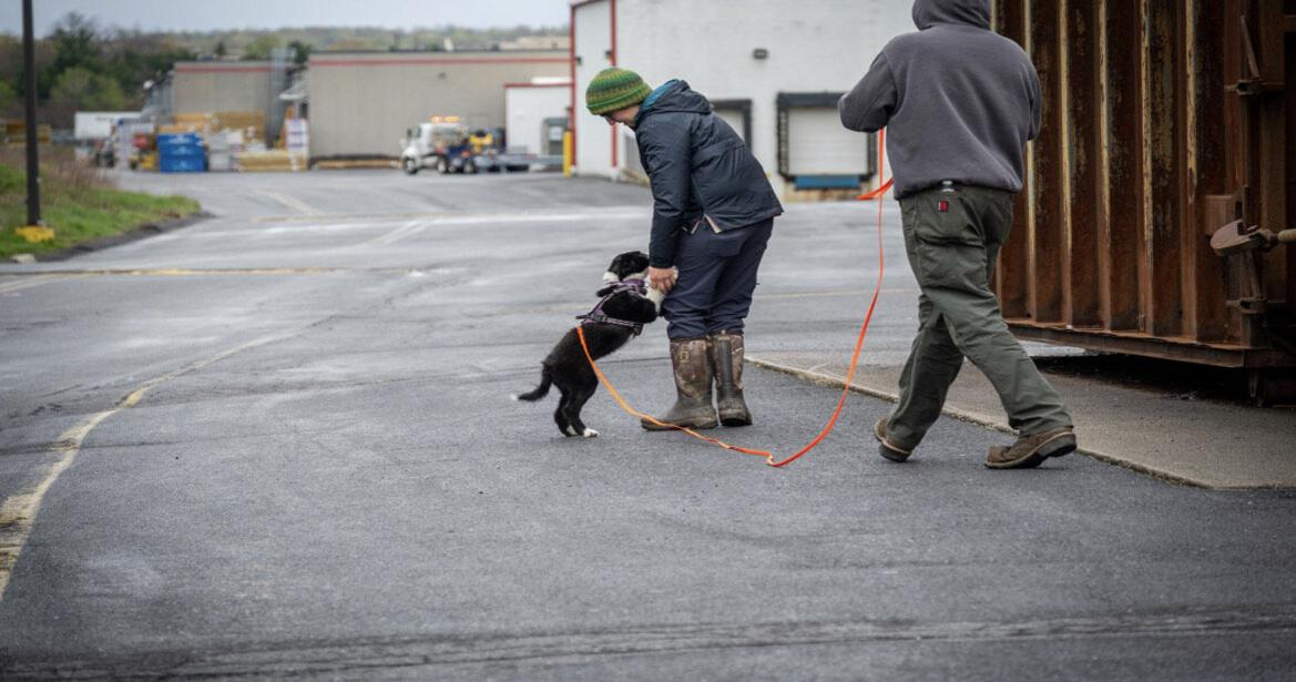 Pine Creek K-9 Search Unit holds trainings for International Search ...
