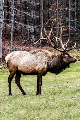 Mild winter weather has positive impacts on Benezette's elk herd | News ...