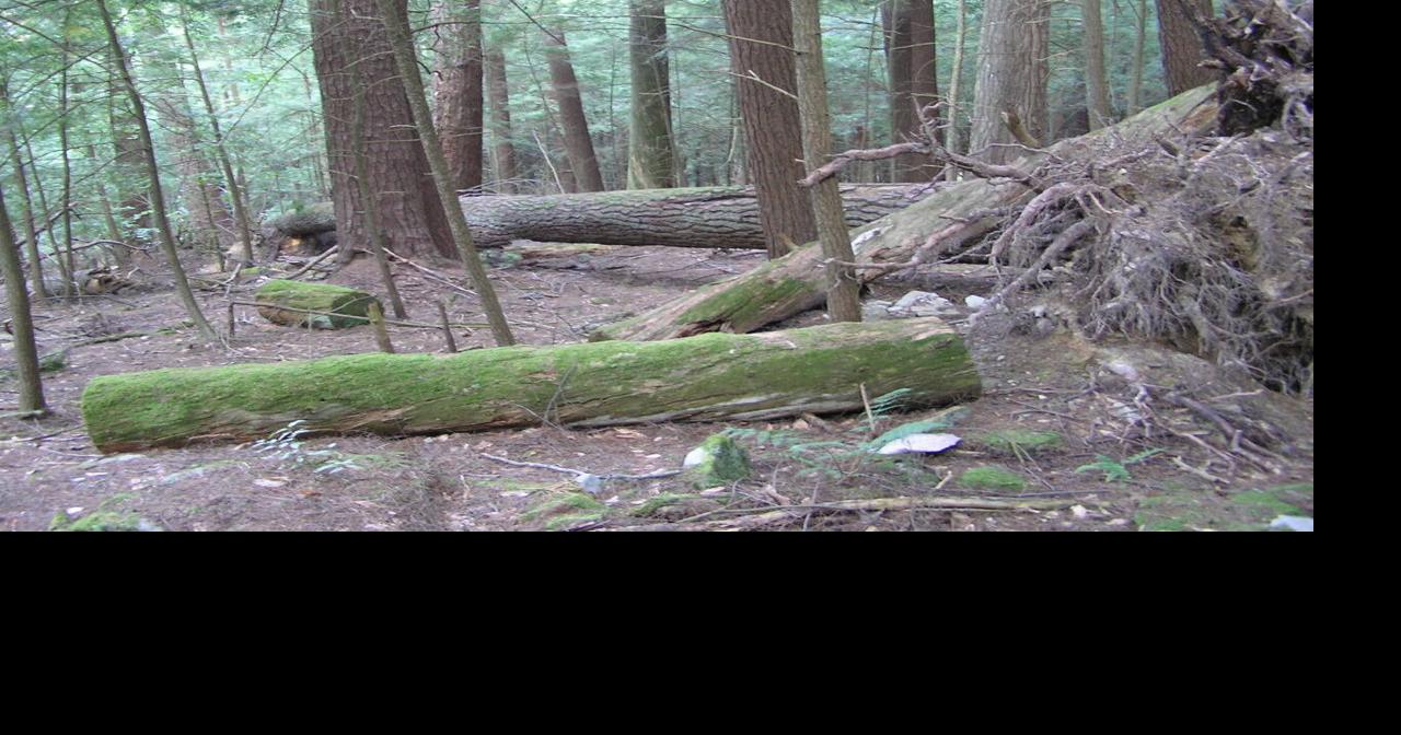 Taking a hike in Cook Forest Longfellow trail offers walk through ...