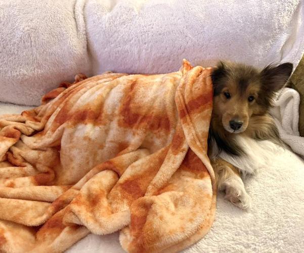 New Bethlehem firefighters rescue ‘Rosie’ from frozen pond for first ...