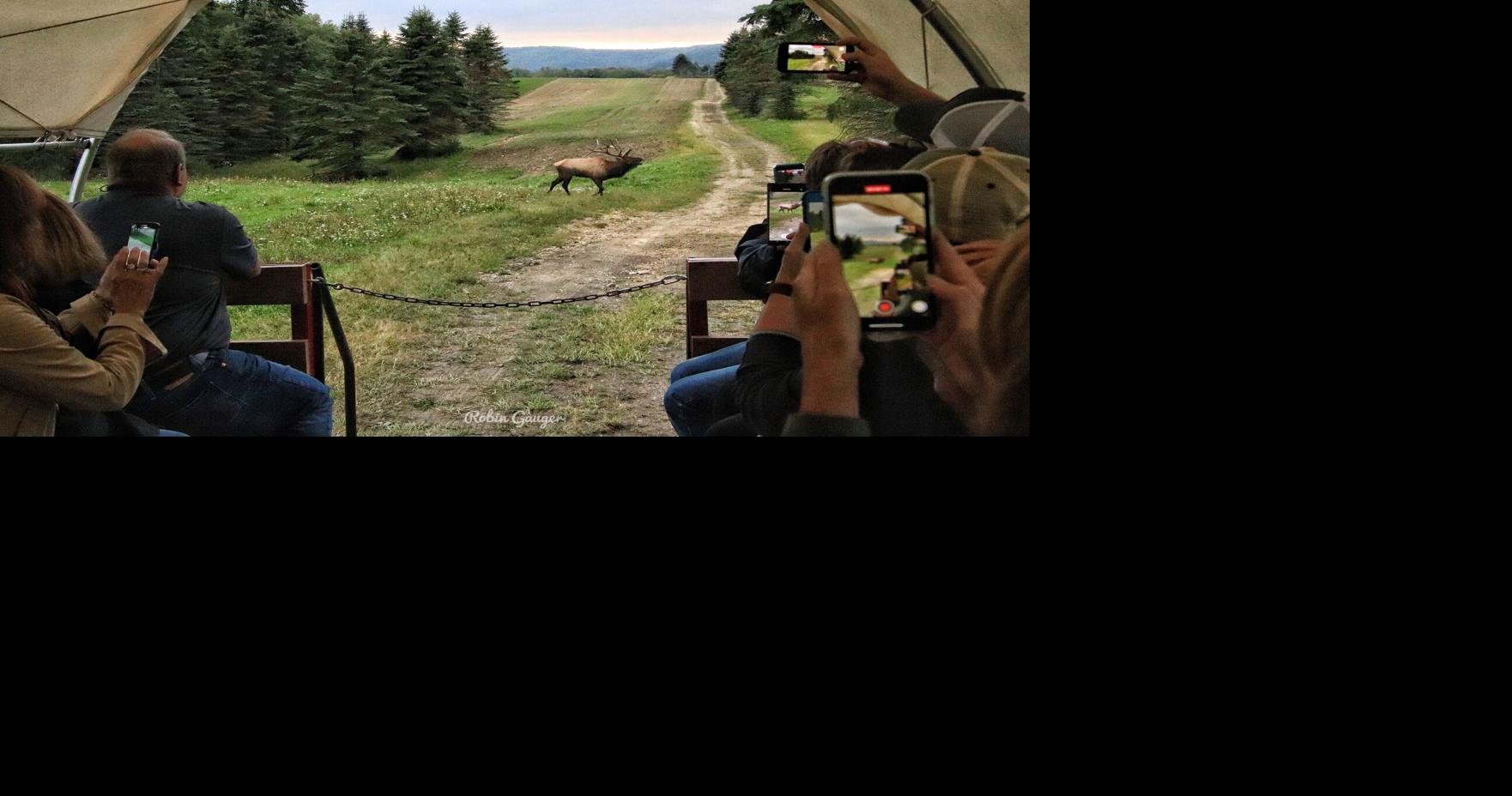 Elk country wagon rides offer front row seat to 'rut season' | News ...