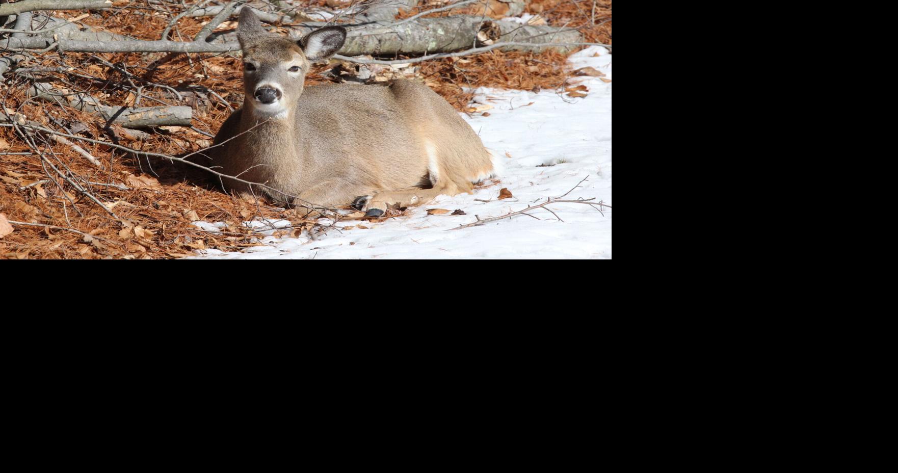 'Balancing wildlife and agriculture' town hall held at Farm Show | News ...