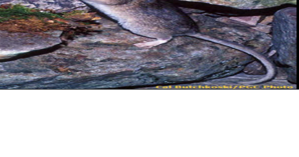 Pa. endangered species series: Allegheny woodrat | Local ...