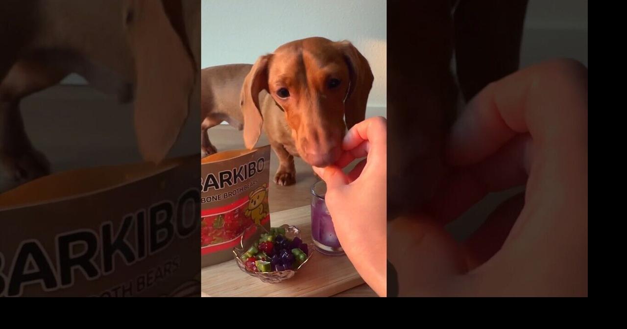 She Gives Her Dog The Cutest Home-Cooked Meals l The Dodo #animals #dog ...