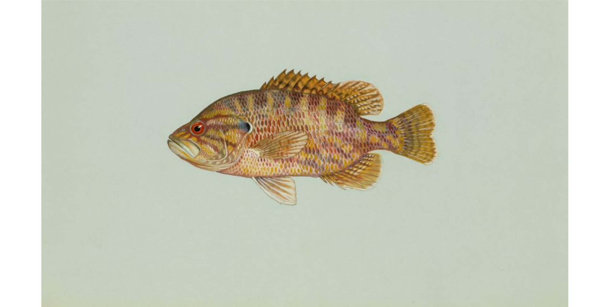 Pa. endangered species series: Warmouth | Local | thecourierexpress.com