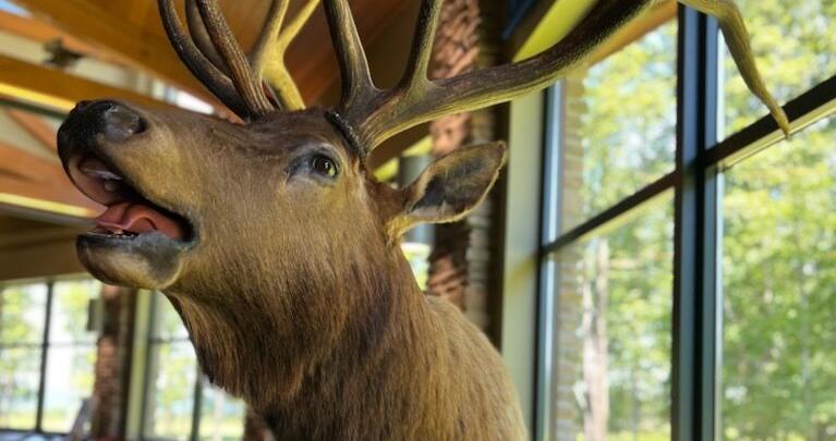 Elk Country Visitor Center programs in June | Local | thecourierexpress.com