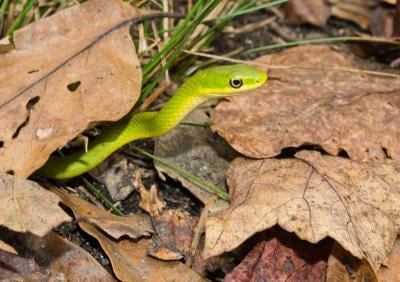 rough green snake