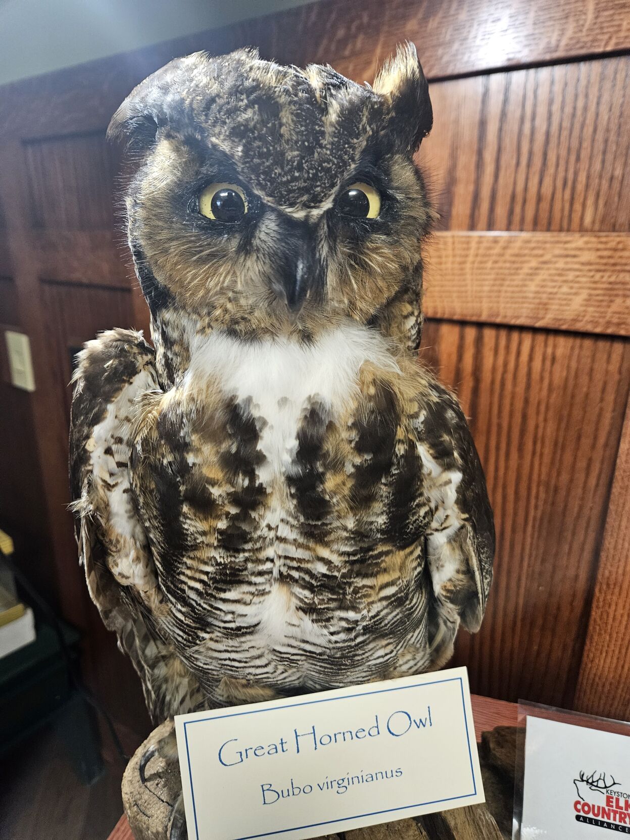 Owl at elk center | | thecourierexpress.com
