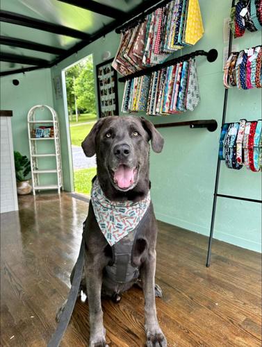 Punxsutawney woman aims to inspire others through mobile dog boutique ...