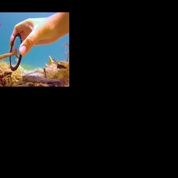 Tiny Octopus Gets So Excited When His Diver Friend Comes To Visit Him ...