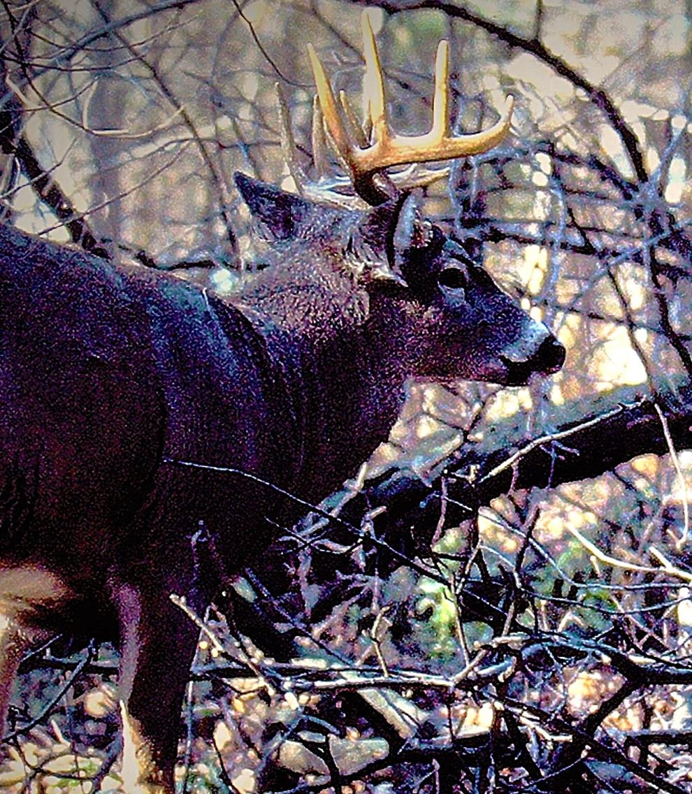 GATEWAY OUTDOORS: Finding antlers after the snow | News ...