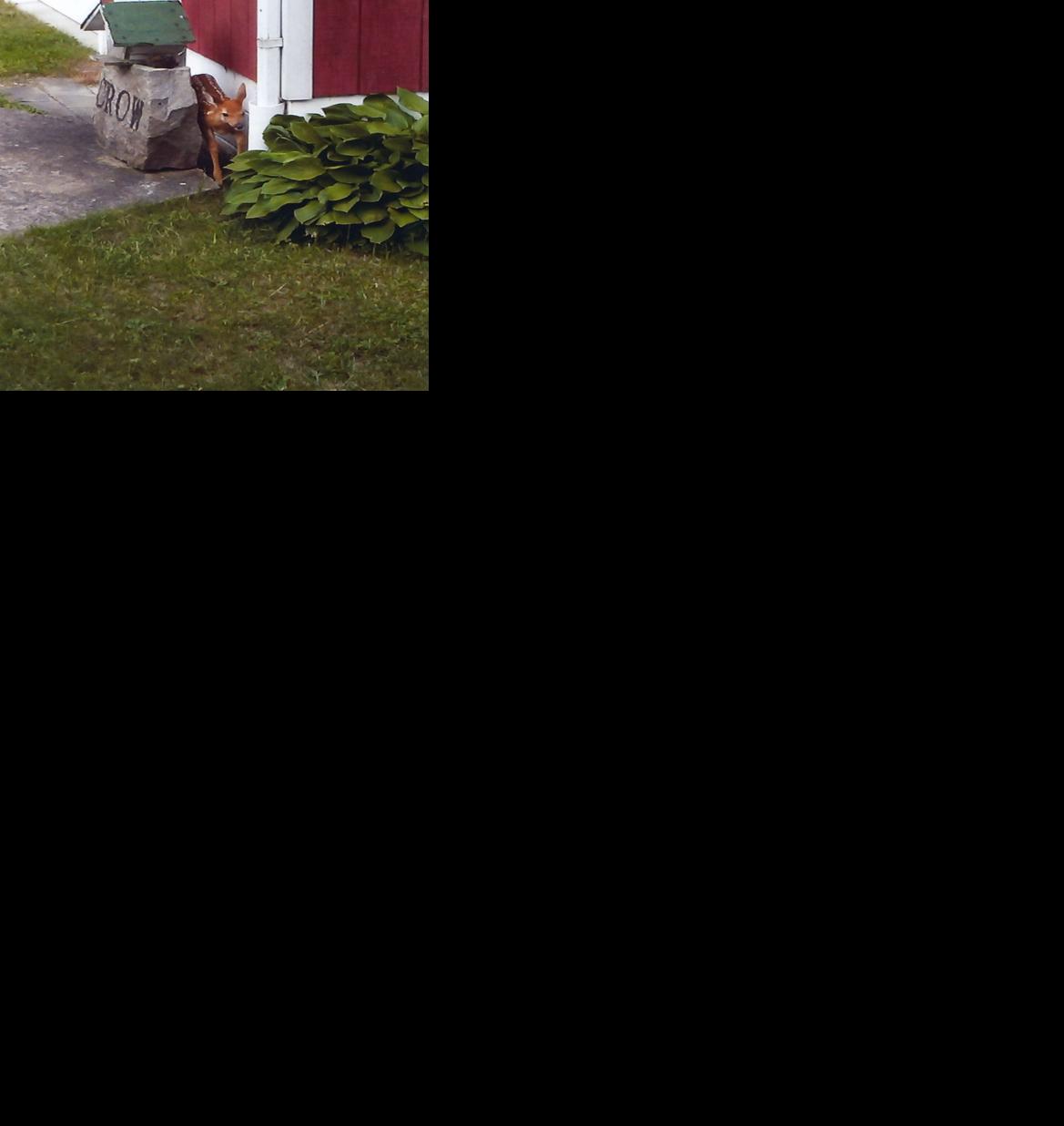 SHOT OF THE WEEK | | thecourierexpress.com