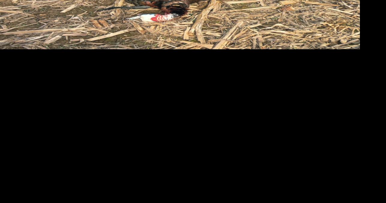 SUCCESSFUL GOBBLER HUNT | | thecourierexpress.com