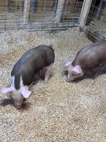 Brockway FFA prepares pigs for banquet | News | thecourierexpress.com