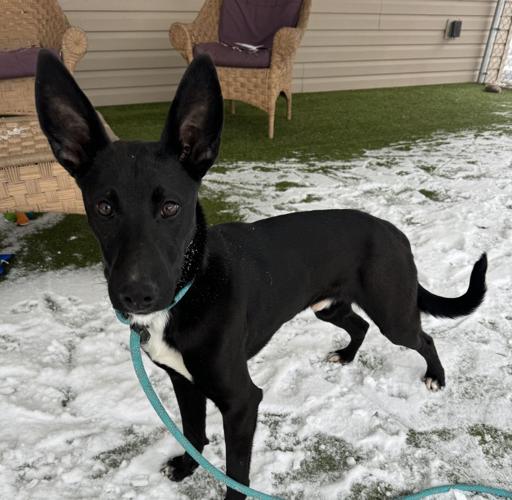 FUREVER HOMES: Pets of the Week | Local | thecourierexpress.com