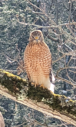 SHOT OF THE WEEK | | thecourierexpress.com