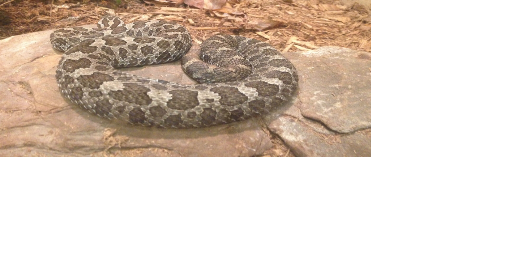 Pa. endangered species series: Eastern Massasauga Rattlesnake | Local ...