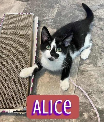 FUREVER HOMES: Pets of the Week | News | thecourierexpress.com