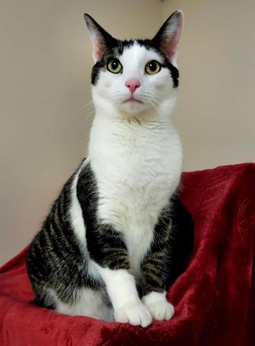 FUREVER HOMES: Pets of the Week | Local | thecourierexpress.com