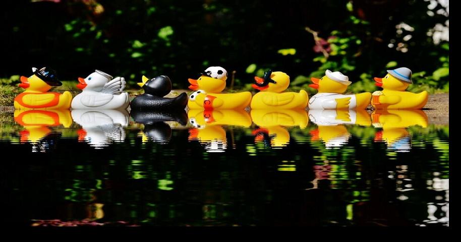 Wapiti Waddle Duck Race fundraiser set for Saturday in Benezette | News ...