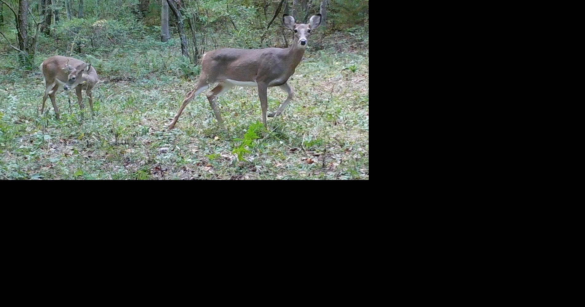 Game Commission seeks feedback on new doe license buying process | News ...