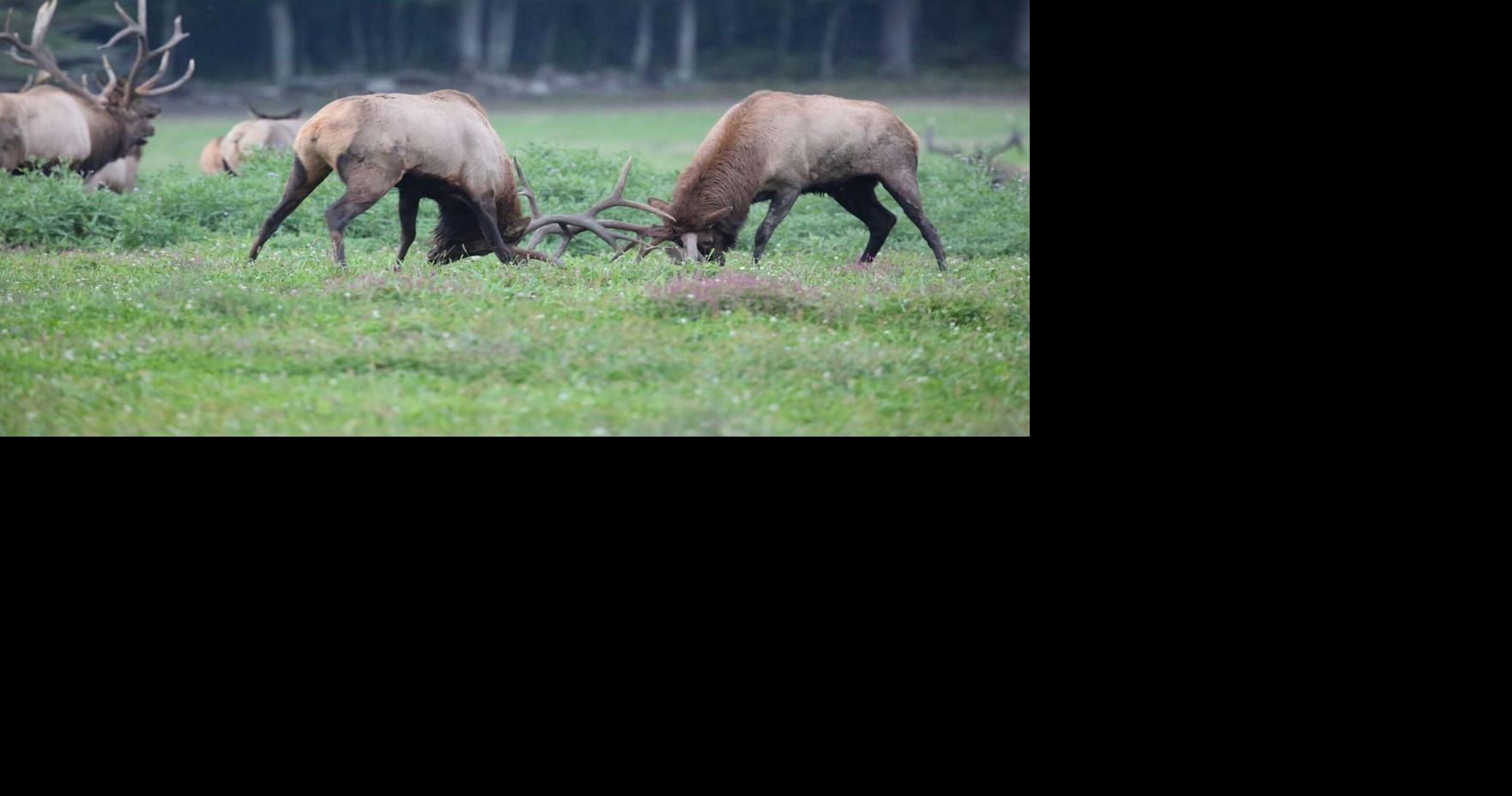 The elk rut in Benezette offers excitement, positive economic impact ...