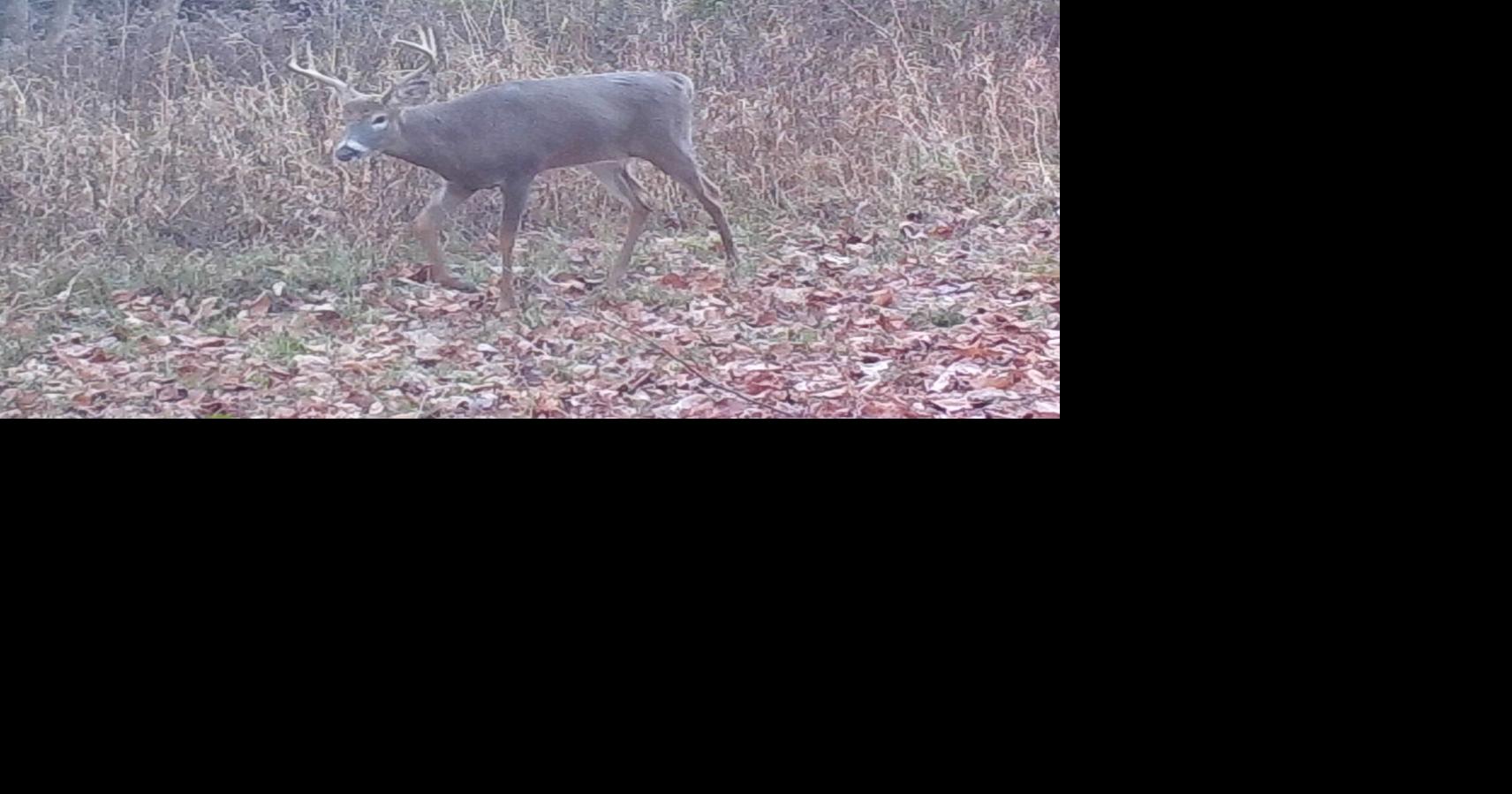 Deer season opens statewide Saturday | Local | thecourierexpress.com