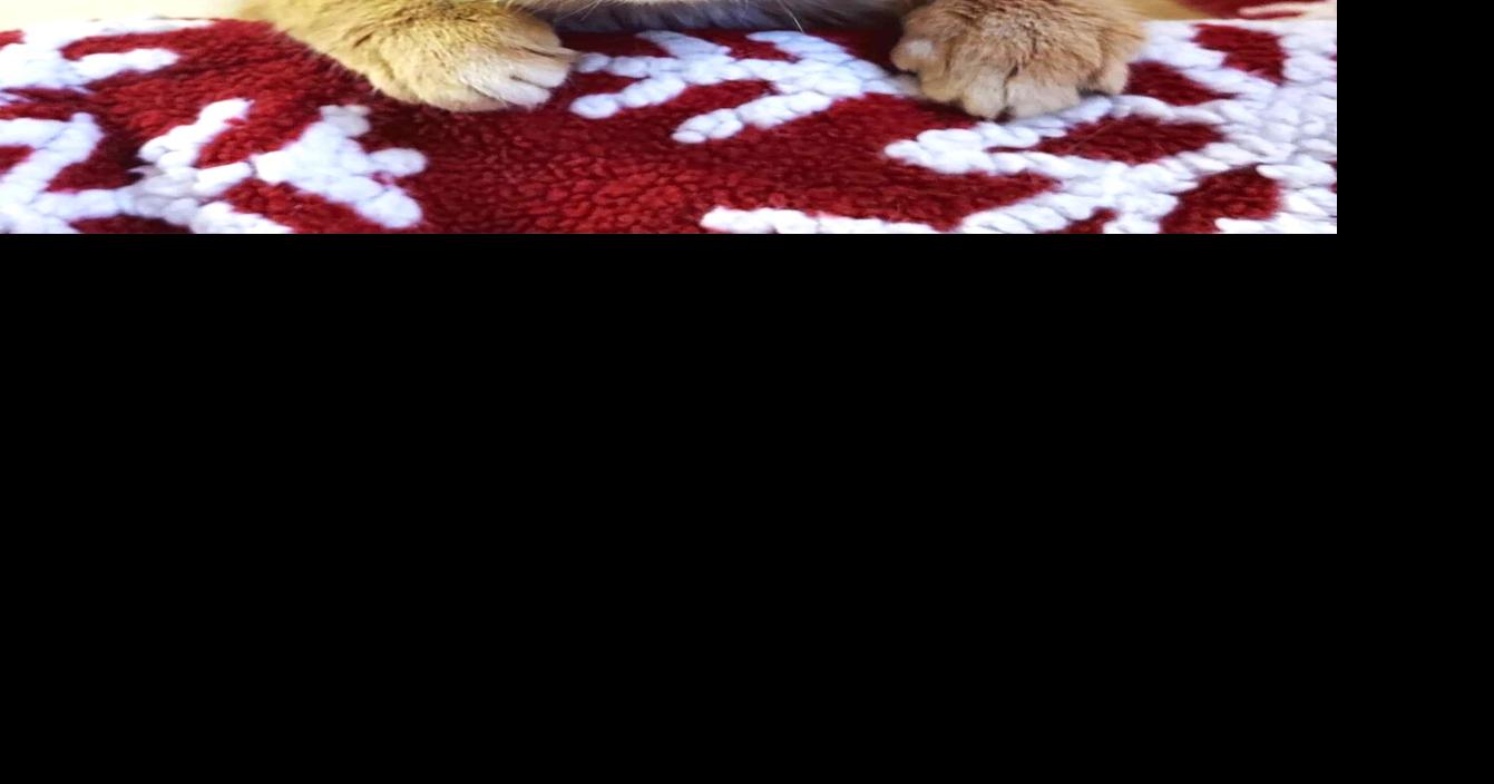 FUREVER HOMES: Pets of the Week | Local | thecourierexpress.com