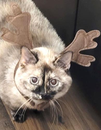 PHOTO GALLERY: L-V Readers Love Their Pets (Week 6) | News ...