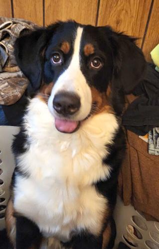L-V Readers Love Their Pets – Part 3 | News | thecourierexpress.com