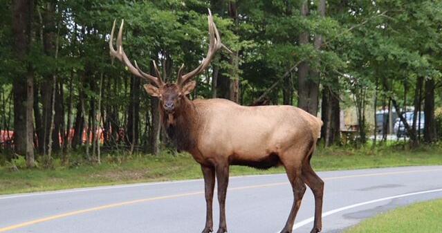 Elk Country Visitor Center programs in April | News | thecourierexpress.com