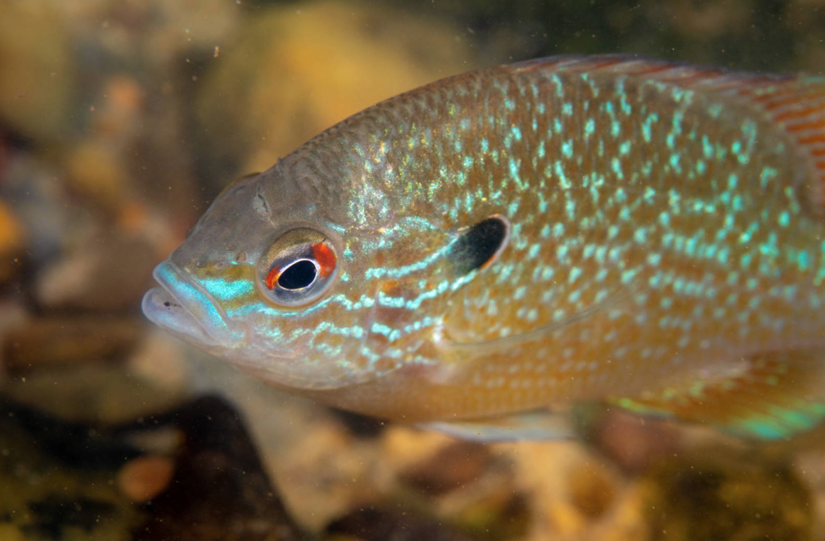 bluespotted sunfish range