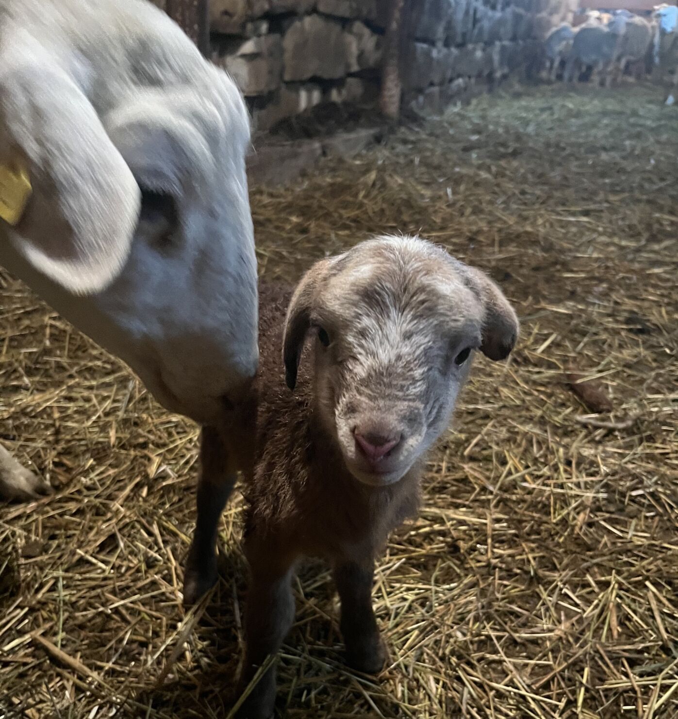 Big Maple Family Farm starts educational 'Adopt a Lamb' program | Local ...