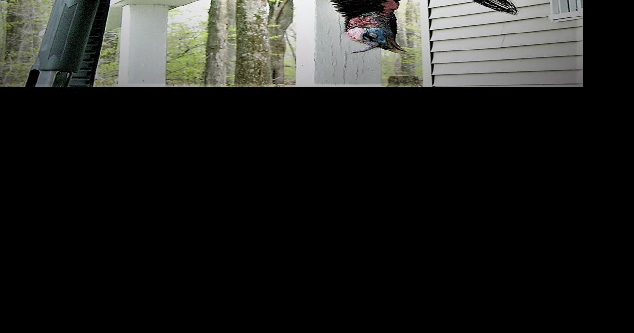 spring gobbler colors | | thecourierexpress.com