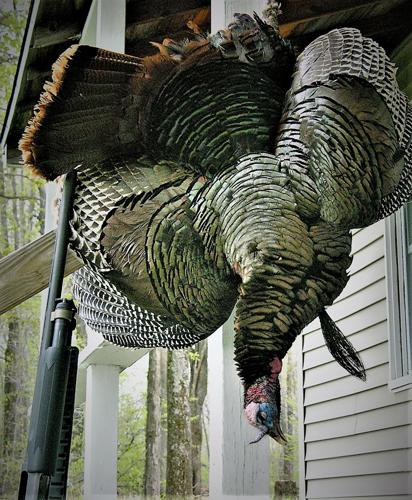 spring gobbler colors | | thecourierexpress.com