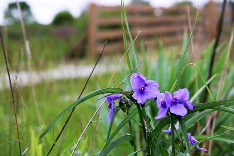 Nature preserve features variety of trails, wildlife | News | thecr.com