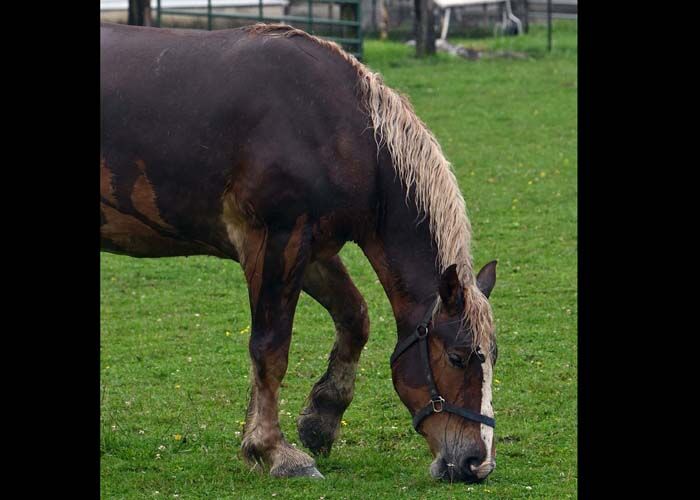 Horse grazes in Jay County amid rainy weather Thursday | Feature Photos ...