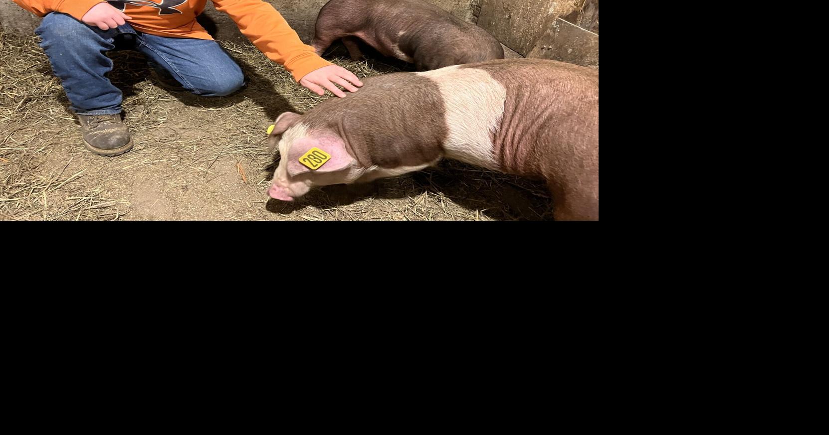 Troy Fair pig auction sees act of kindness benefiting Litchfield boy ...