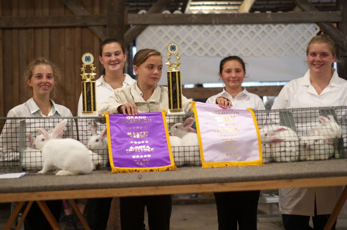 Troy Fair 4-H rabbit shows a success | Local/Regional | thedailyreview.com