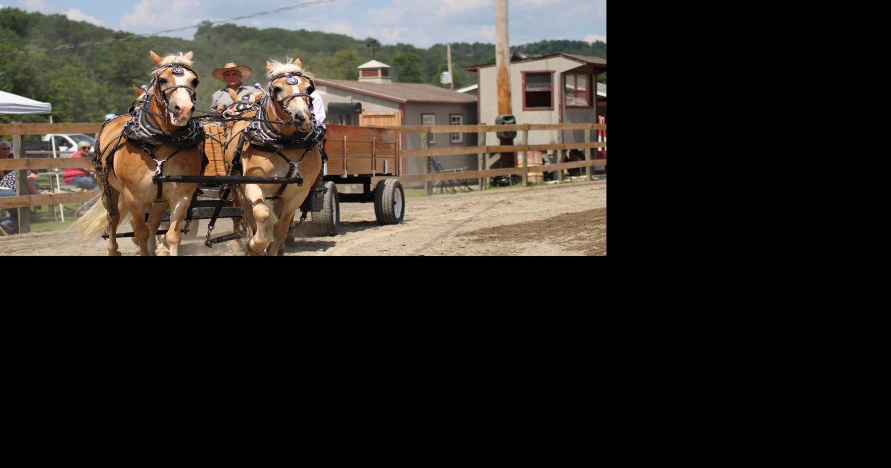Enjoy a day at the 148th Troy Fair Draft Horse Show | Local/Regional ...