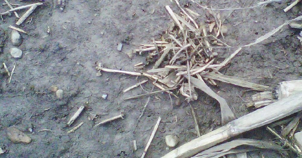 CONSERVATION CORNER: Worms Built That!? | Local/Regional ...