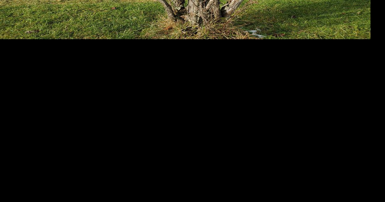 Late season lilac sprouts | Local/Regional | thedailyreview.com