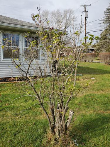 Late season lilac sprouts | Local/Regional | thedailyreview.com