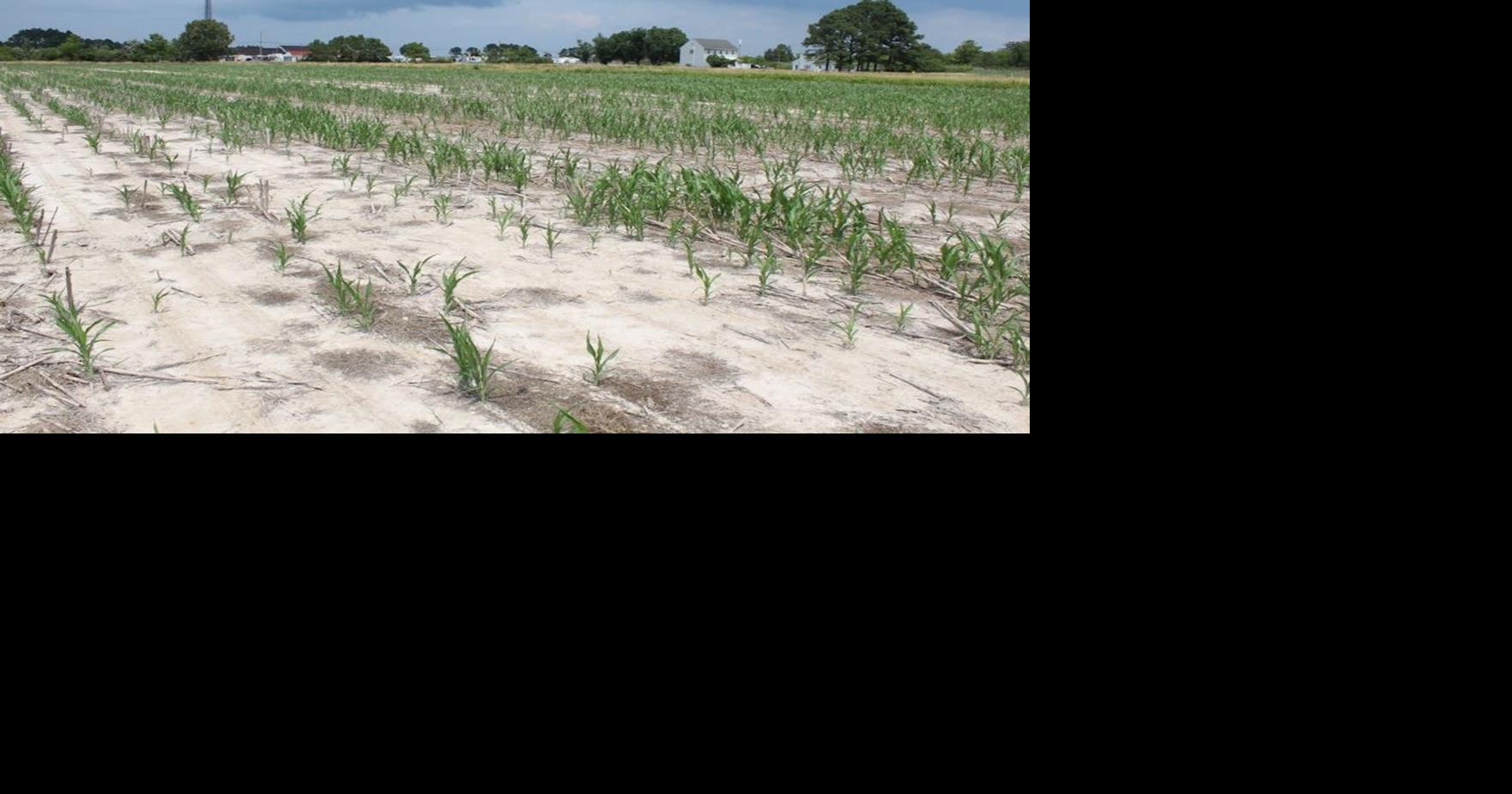 Salt patches spreading rapidly on the Chesapeake’s Eastern Shore ...