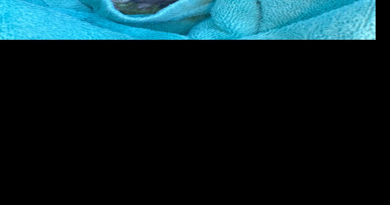 Steve Piatt: A wing and a prayer | Sports | thedailyreview.com